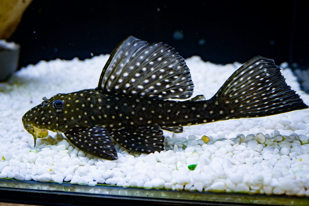 Hypostomus luteus - Luteus Aquarium
