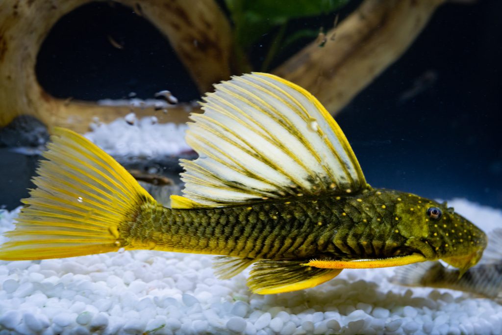Hypostomus luteus - Luteus Aquarium