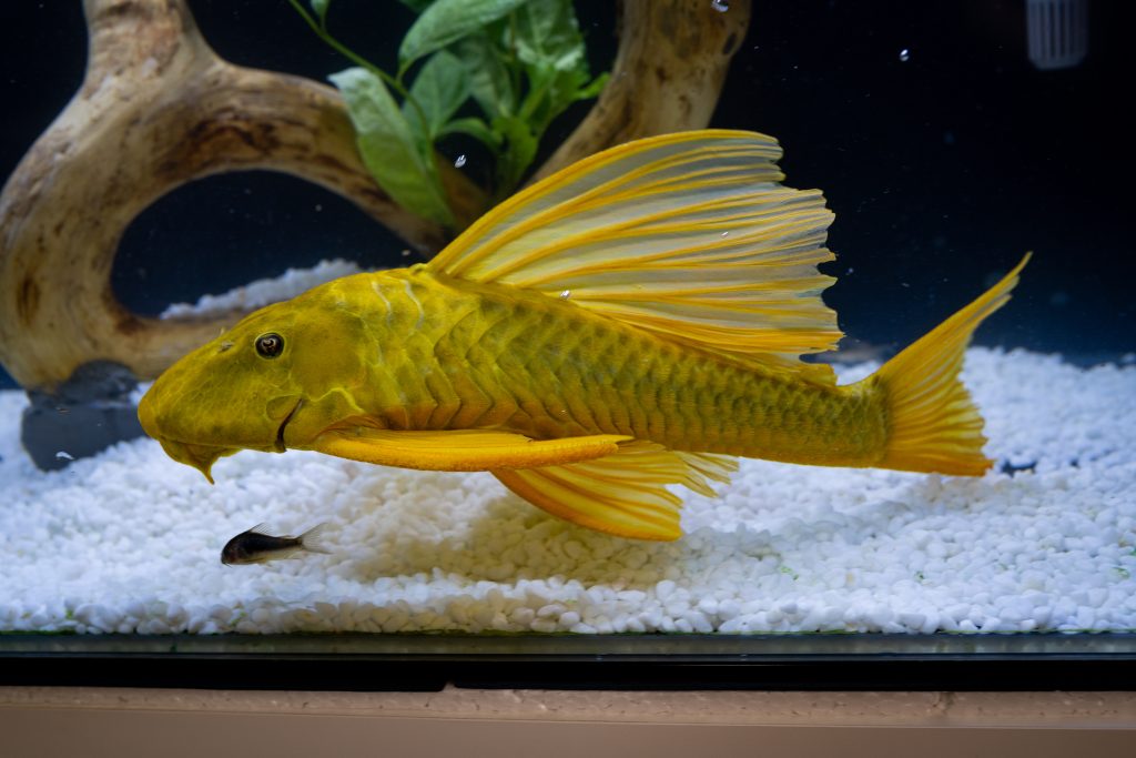 Hypostomus luteus - Luteus Aquarium