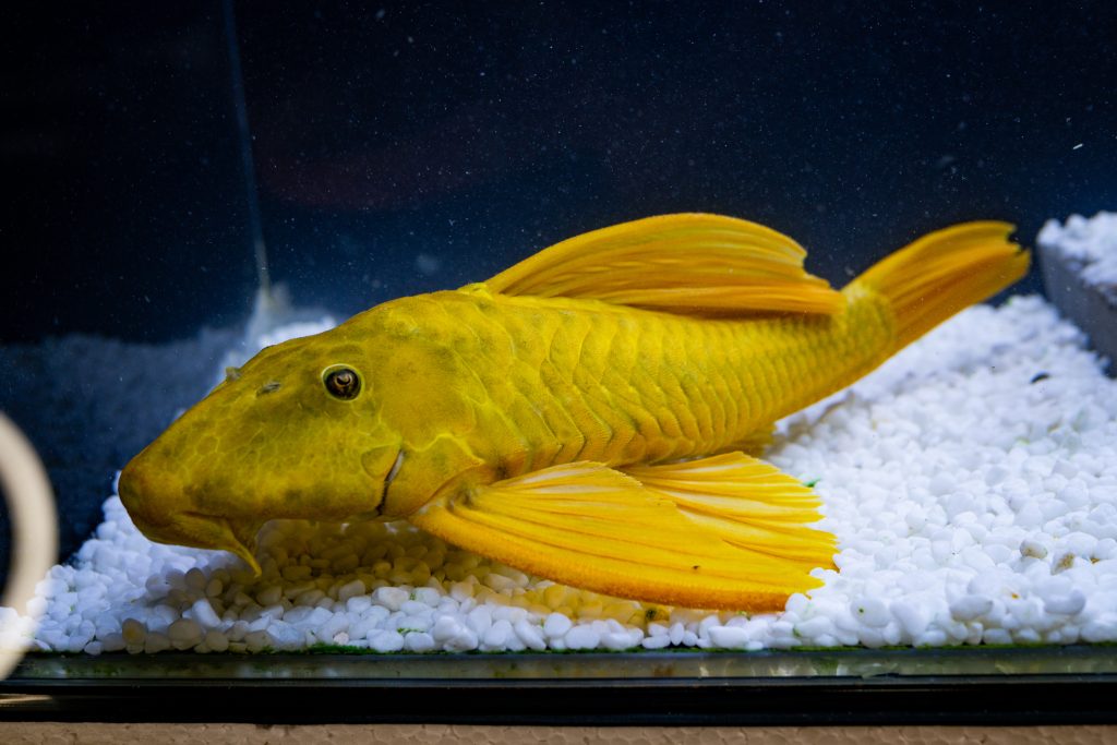 Hypostomus luteus - Luteus Aquarium